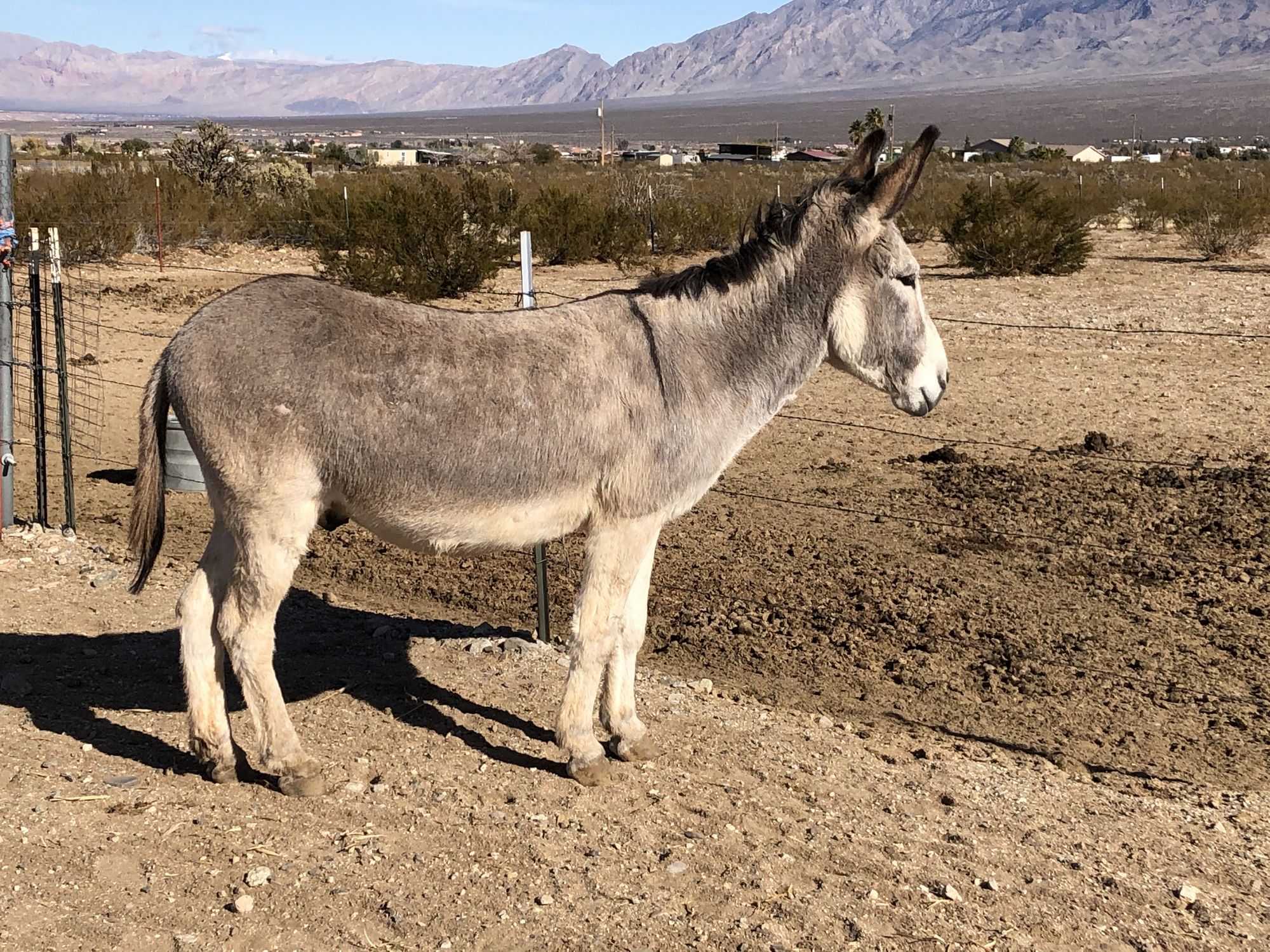 The Donkeys - Donkey Dreams Sanctuary of Scenic, AZ