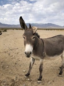 The Donkeys - Donkey Dreams Sanctuary of Scenic, AZ