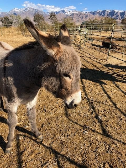 The Donkeys - Donkey Dreams Sanctuary of Scenic, AZ