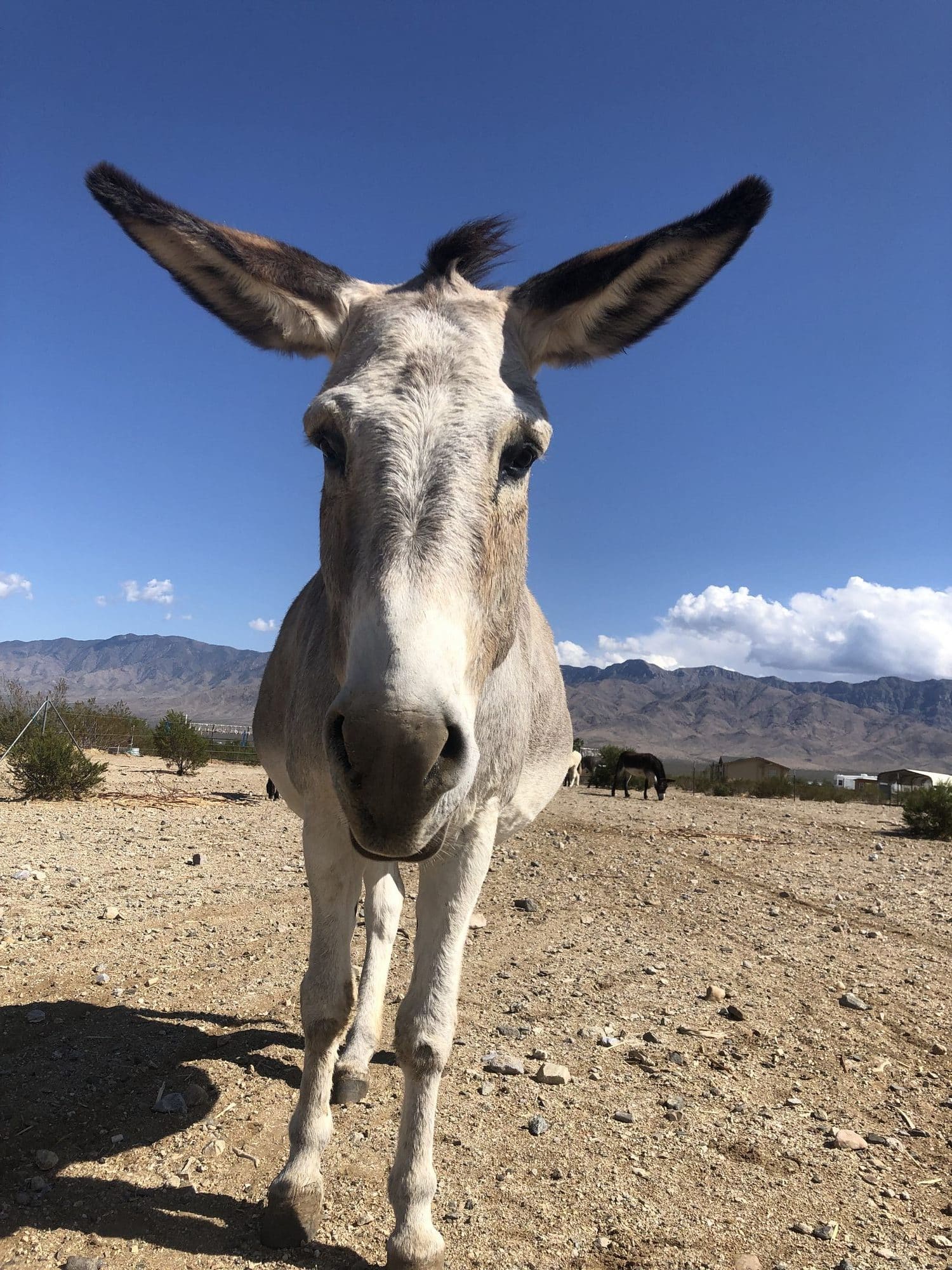 The Donkeys - Donkey Dreams Sanctuary of Scenic, AZ