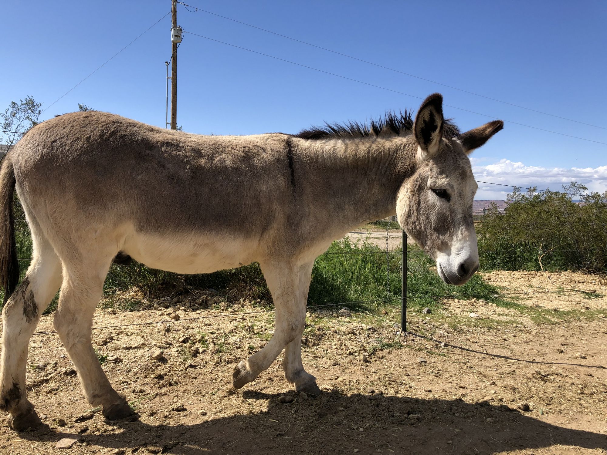 The Donkeys - Donkey Dreams Sanctuary of Scenic, AZ