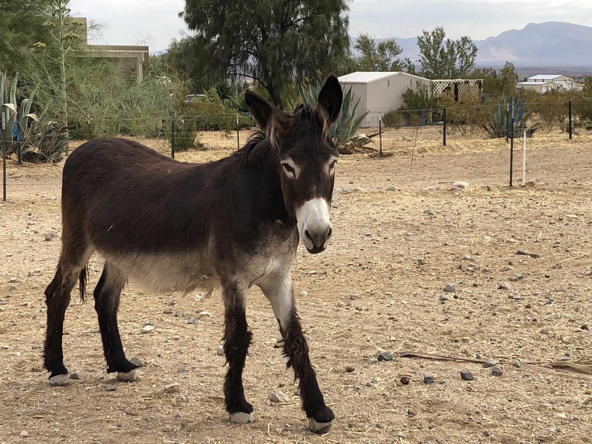 The Donkeys - Donkey Dreams Sanctuary of Scenic, AZ