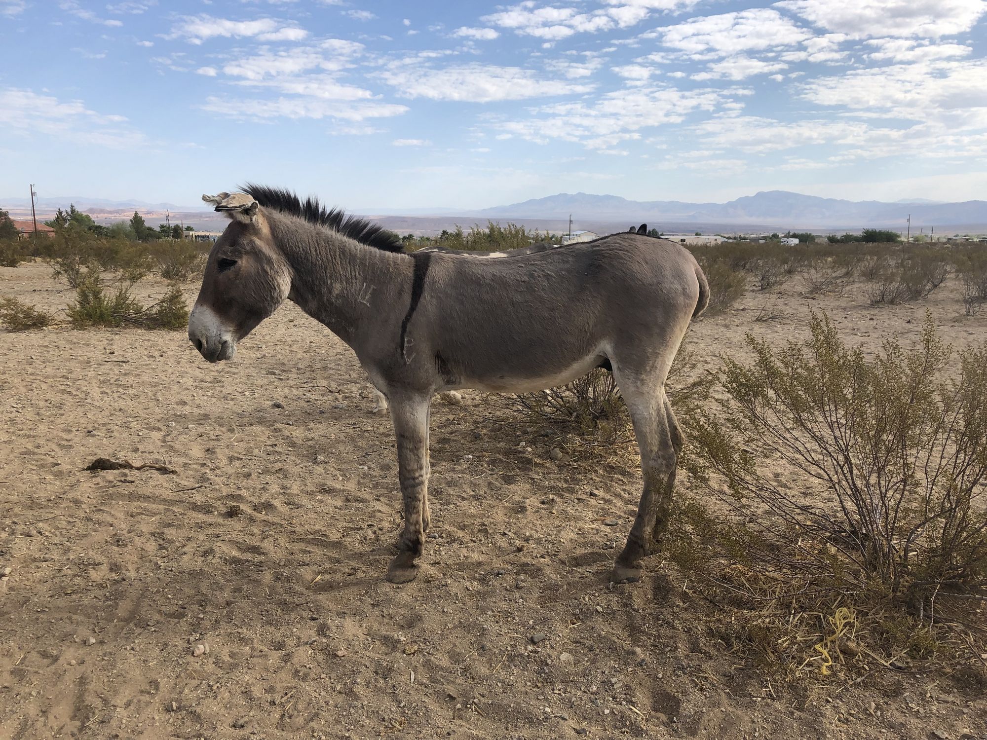 The Donkeys - Donkey Dreams Sanctuary of Scenic, AZ