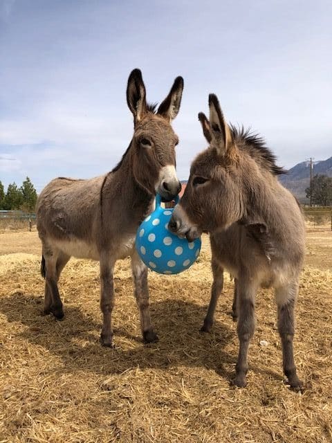 The Donkeys - Donkey Dreams Sanctuary of Scenic, AZ