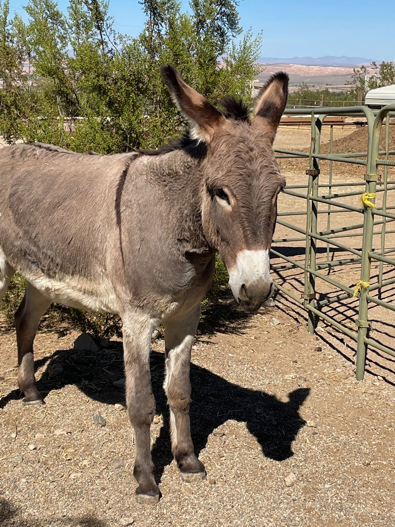 The Donkeys - Donkey Dreams Sanctuary of Scenic, AZ