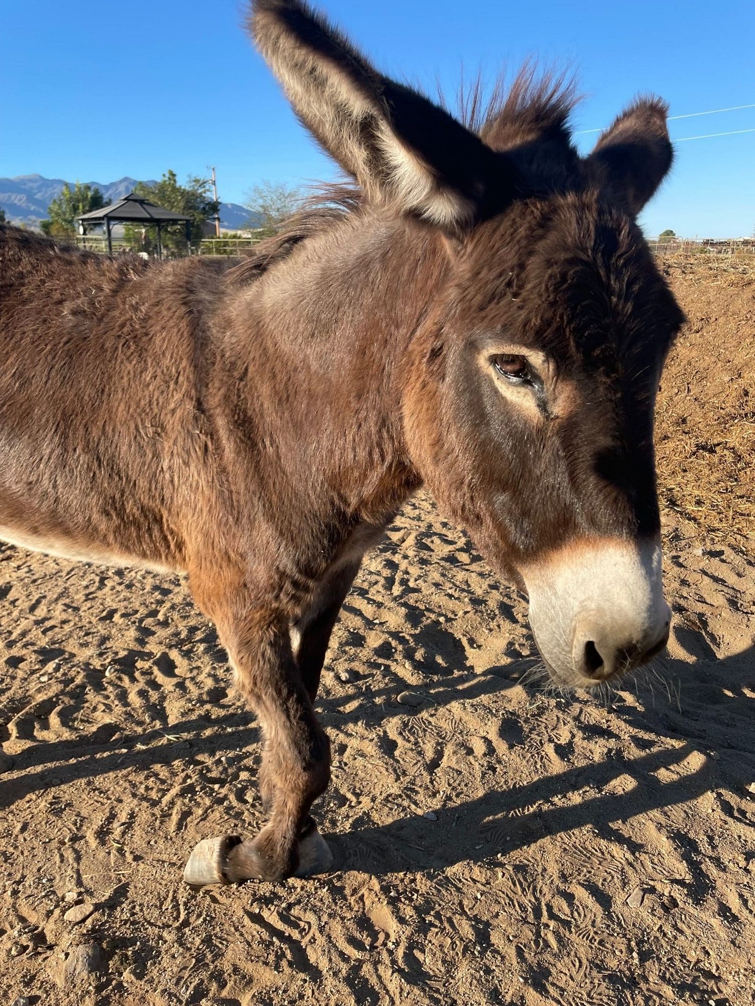 The Donkeys - Donkey Dreams Sanctuary of Scenic, AZ