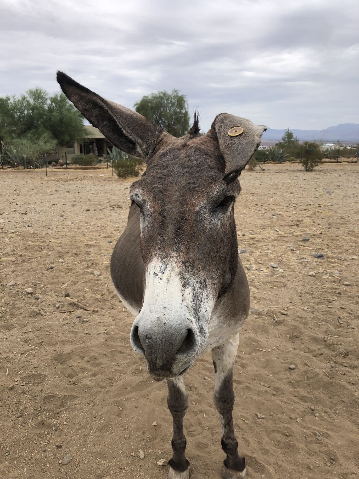 The Donkeys - Donkey Dreams Sanctuary of Scenic, AZ
