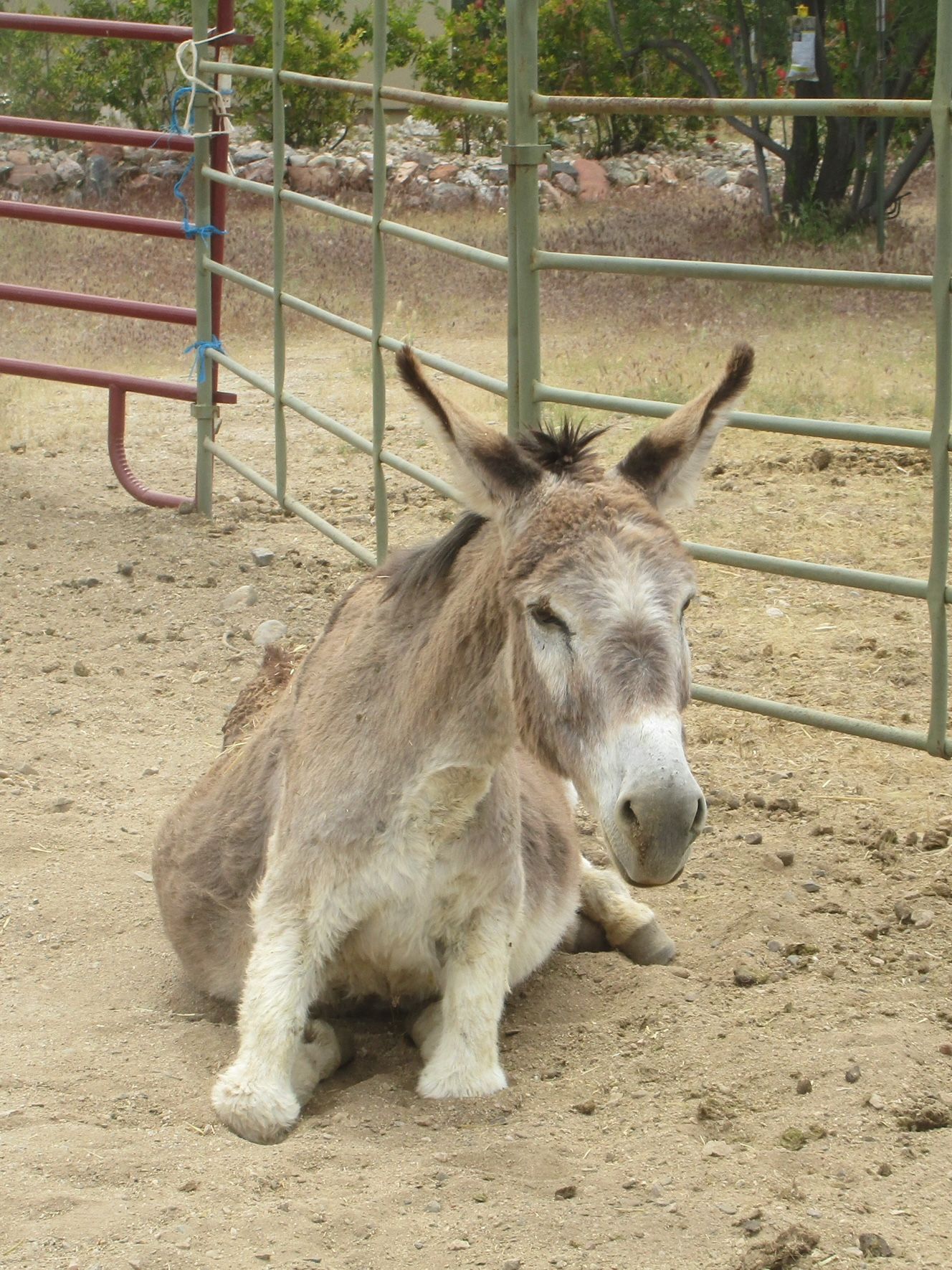 The Donkeys - Donkey Dreams Sanctuary of Scenic, AZ