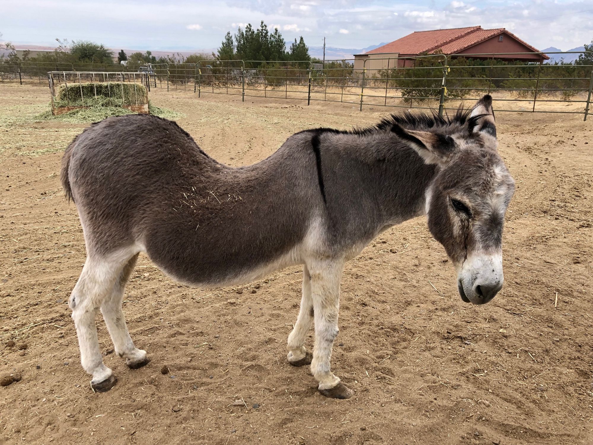 The Donkeys - Donkey Dreams Sanctuary of Scenic, AZ