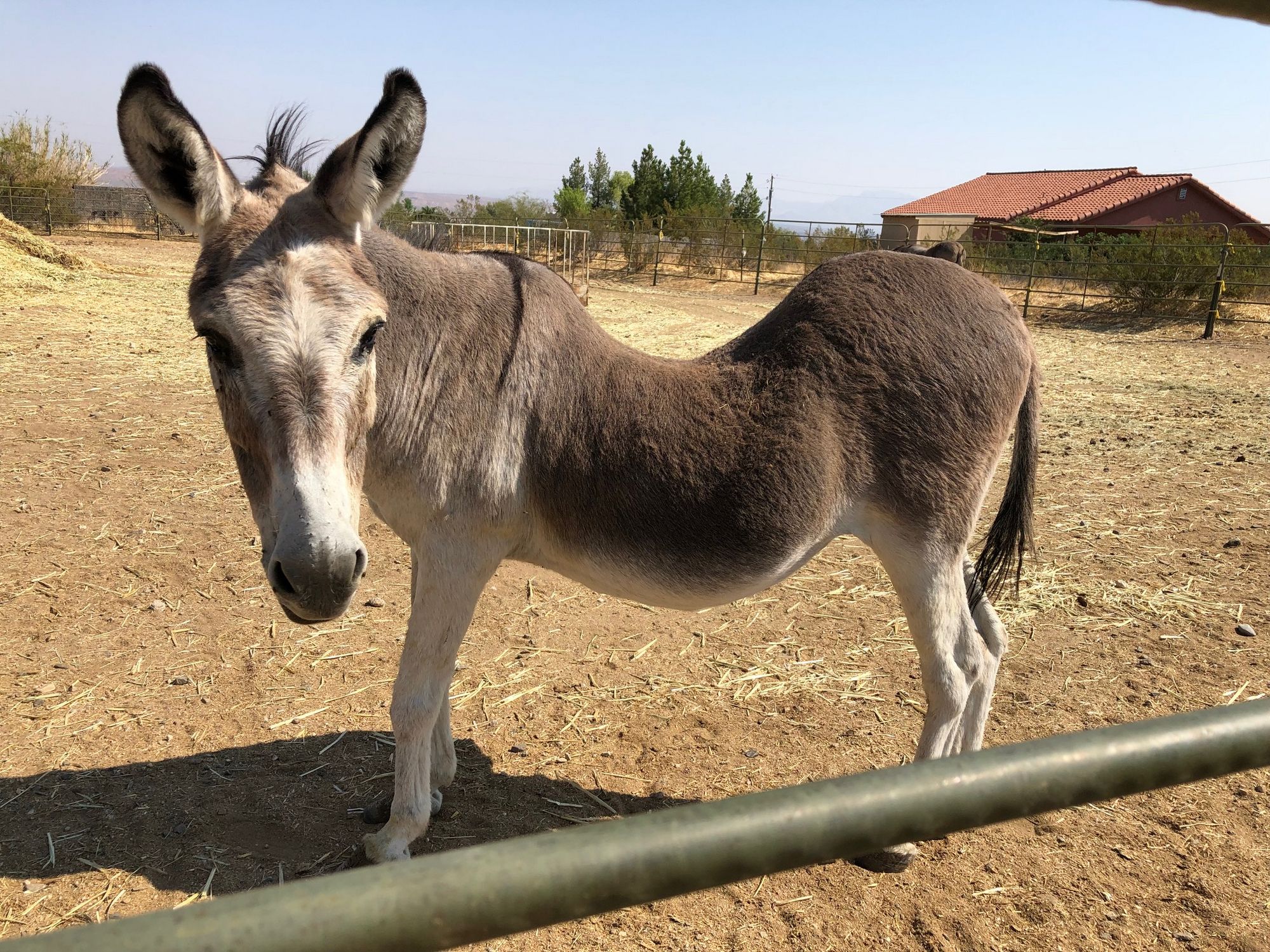 The Donkeys - Donkey Dreams Sanctuary of Scenic, AZ