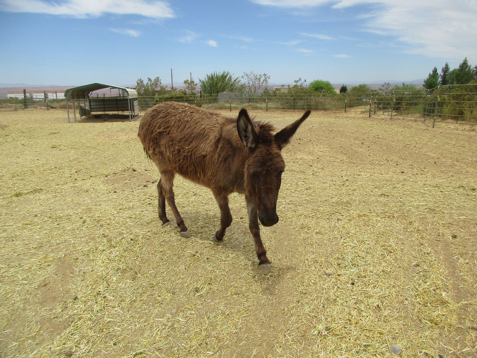 The Donkeys - Donkey Dreams Sanctuary of Scenic, AZ