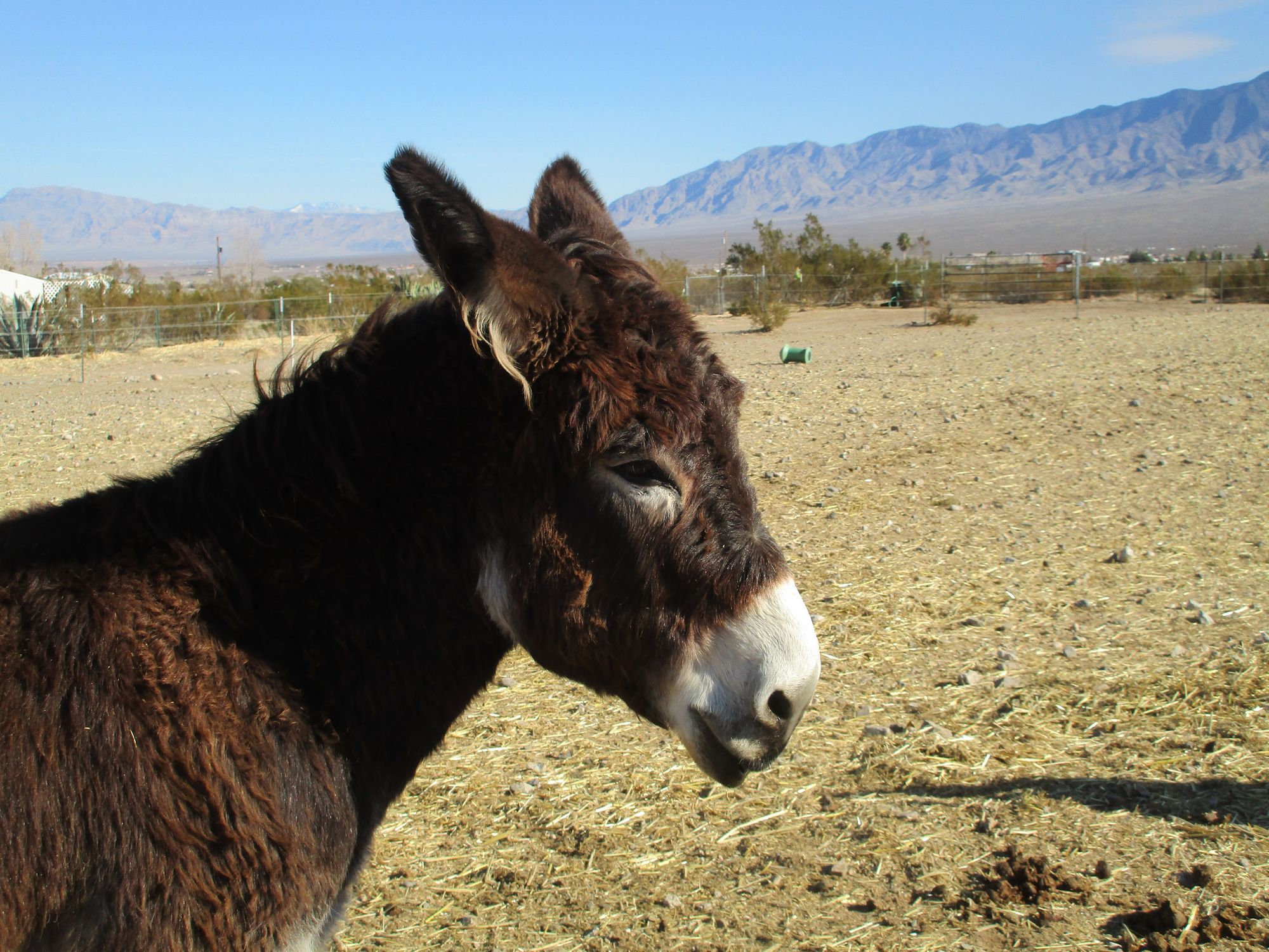 The Donkeys - Donkey Dreams Sanctuary of Scenic, AZ
