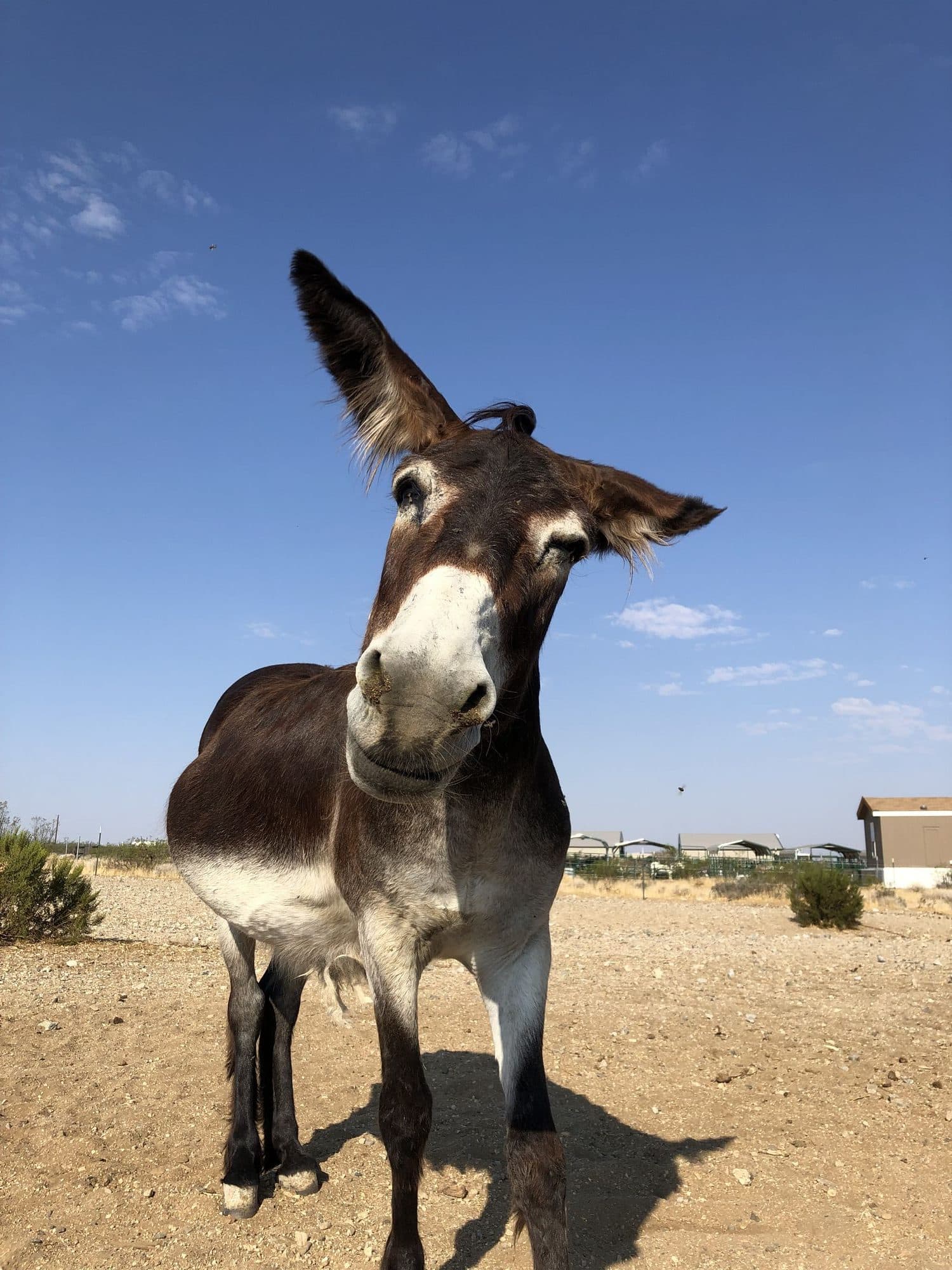 The Donkeys - Donkey Dreams Sanctuary of Scenic, AZ