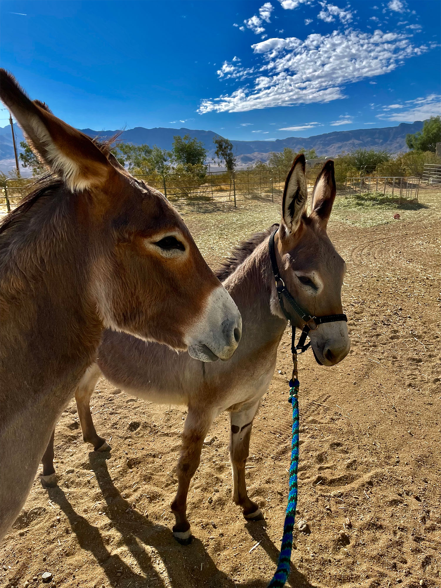 The Donkeys - Donkey Dreams Sanctuary of Scenic, AZ