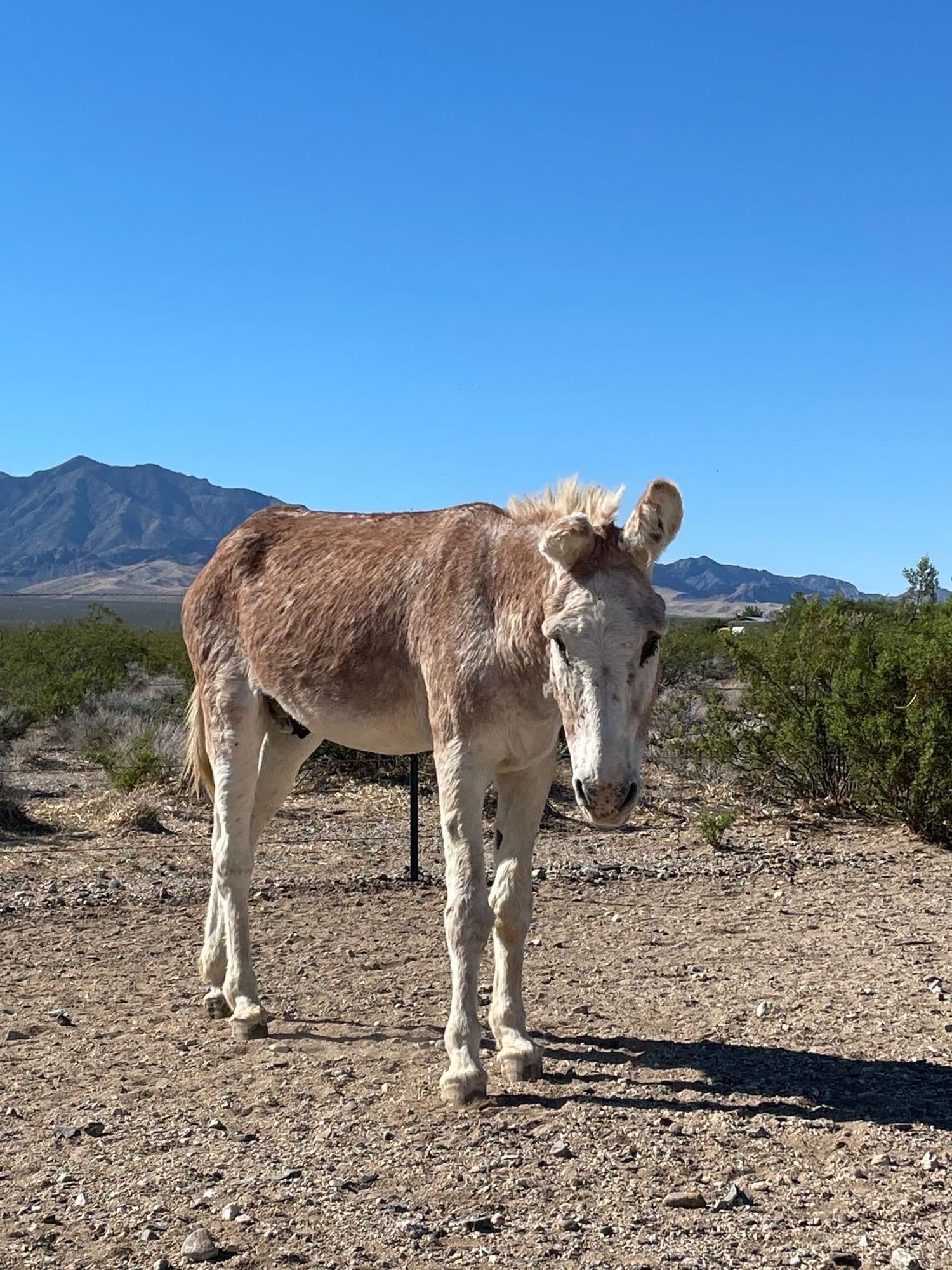 The Donkeys - Donkey Dreams Sanctuary of Scenic, AZ