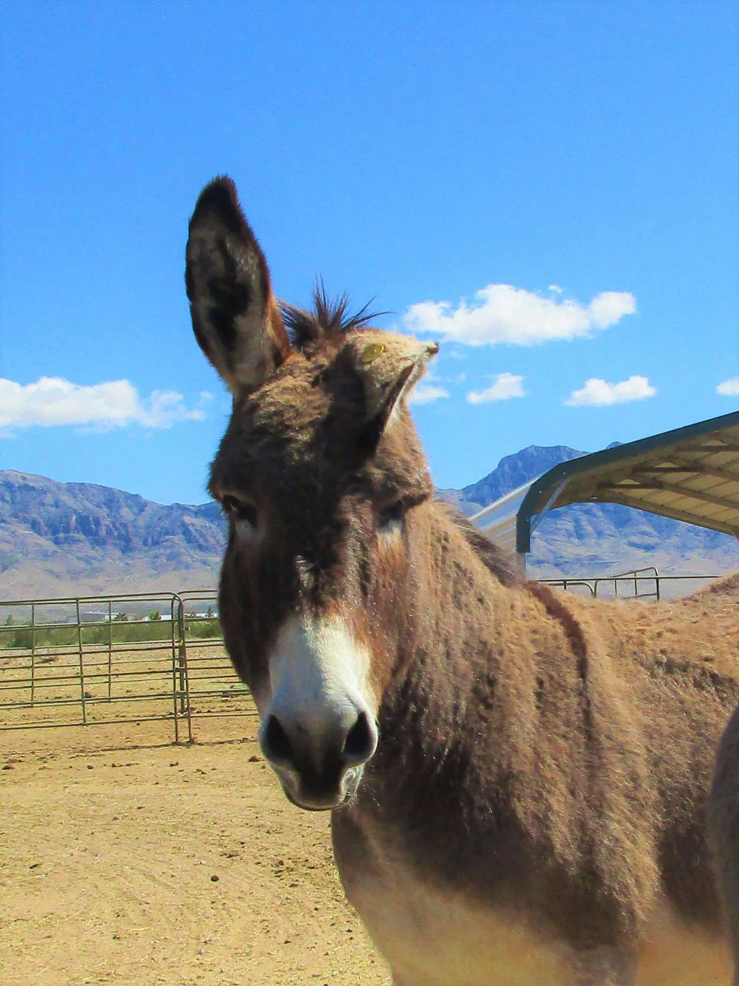 The Donkeys - Donkey Dreams Sanctuary of Scenic, AZ