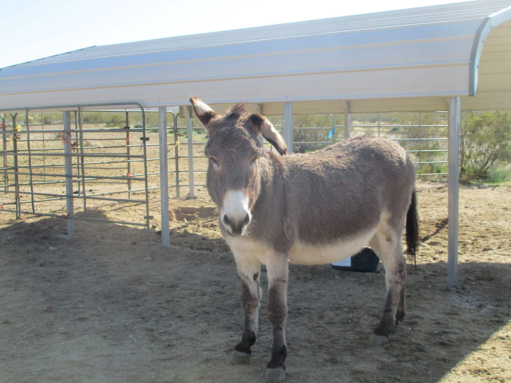 The Donkeys - Donkey Dreams Sanctuary of Scenic, AZ