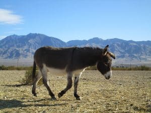 The Donkeys - Donkey Dreams Sanctuary of Scenic, AZ