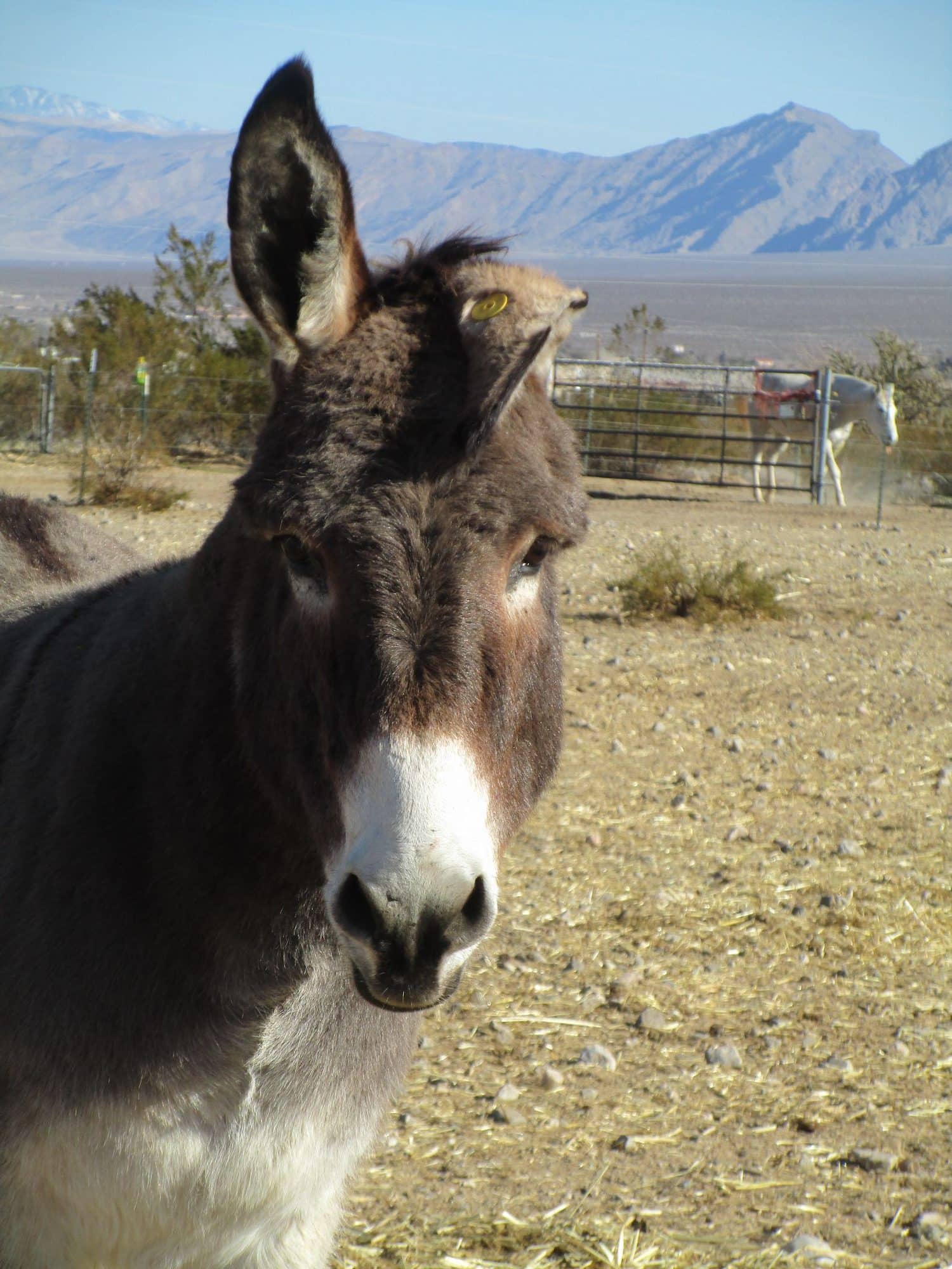 The Donkeys - Donkey Dreams Sanctuary of Scenic, AZ