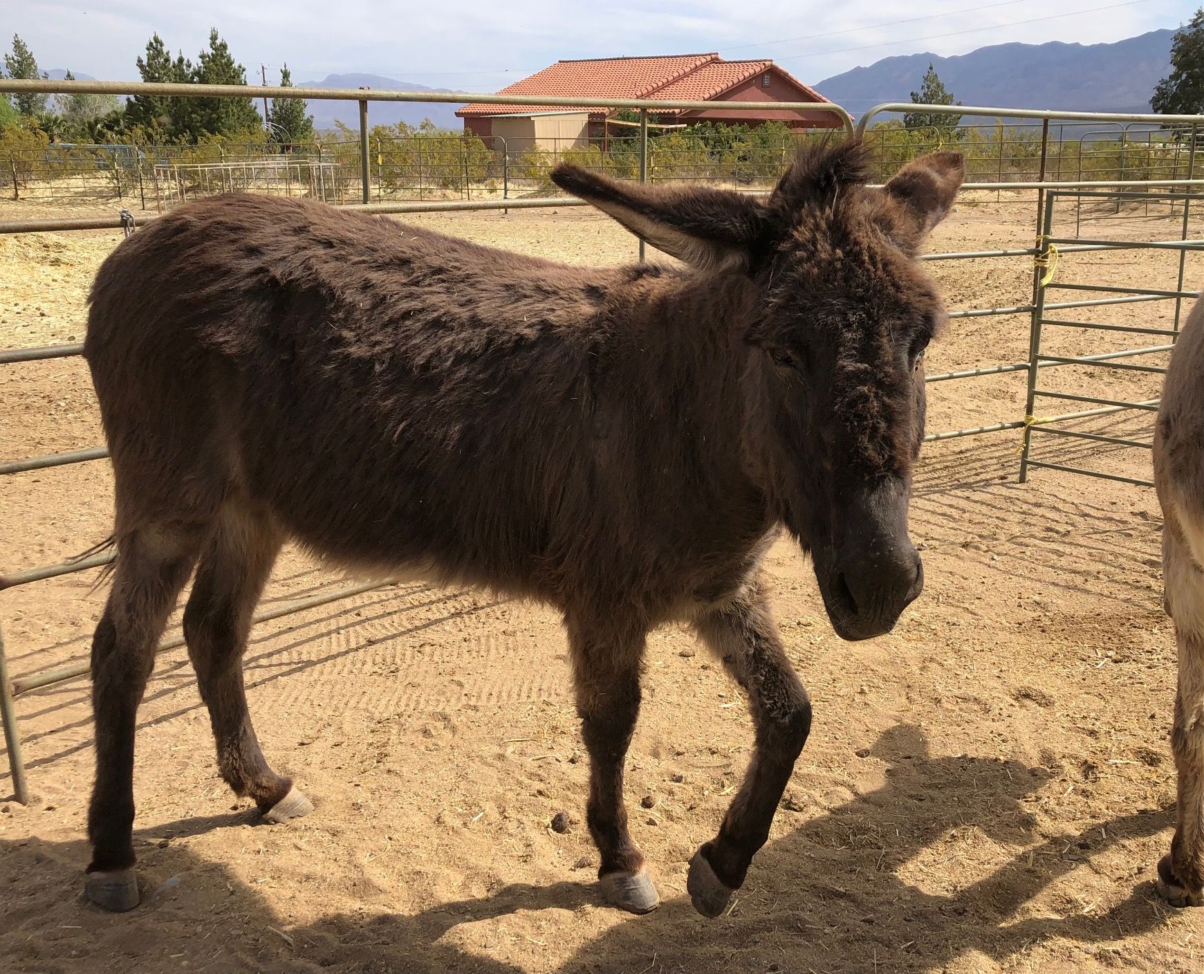 The Donkeys - Donkey Dreams Sanctuary of Scenic, AZ